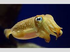 Animals World - Cuttlefish